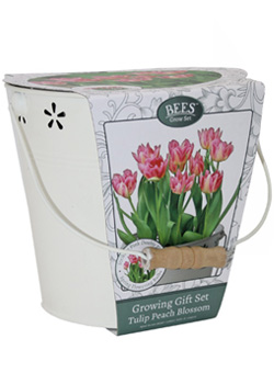 BEES™ Gifts - Spring Flower Bulb Planters